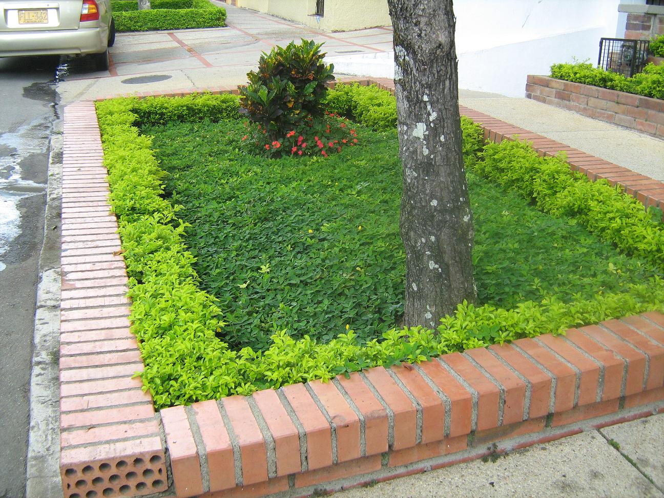 Terra Nostra: GOLDEN GLORY - MANI FORRAJERO - Arachis pintoi