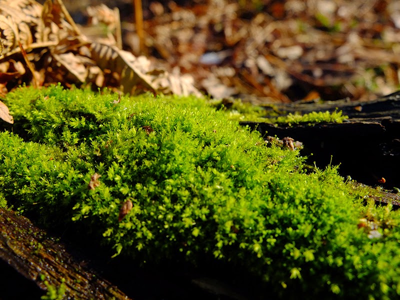 Alex: Moje Spojrzenie na Świat