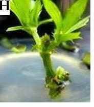 AgroNegocios: El Culantro Coyote,Cilantro Ancho (Eryngium Foetidum)