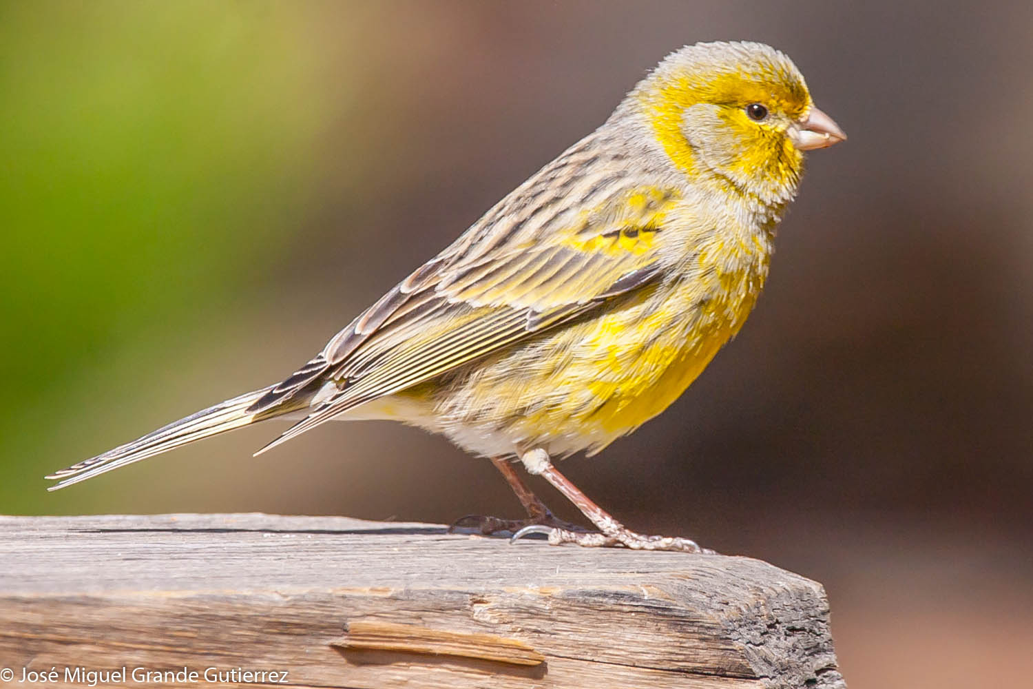 AVES DEL CIELO - BIRDS OF HEAVEN: Serín canario (Serinus canaria)-Canary