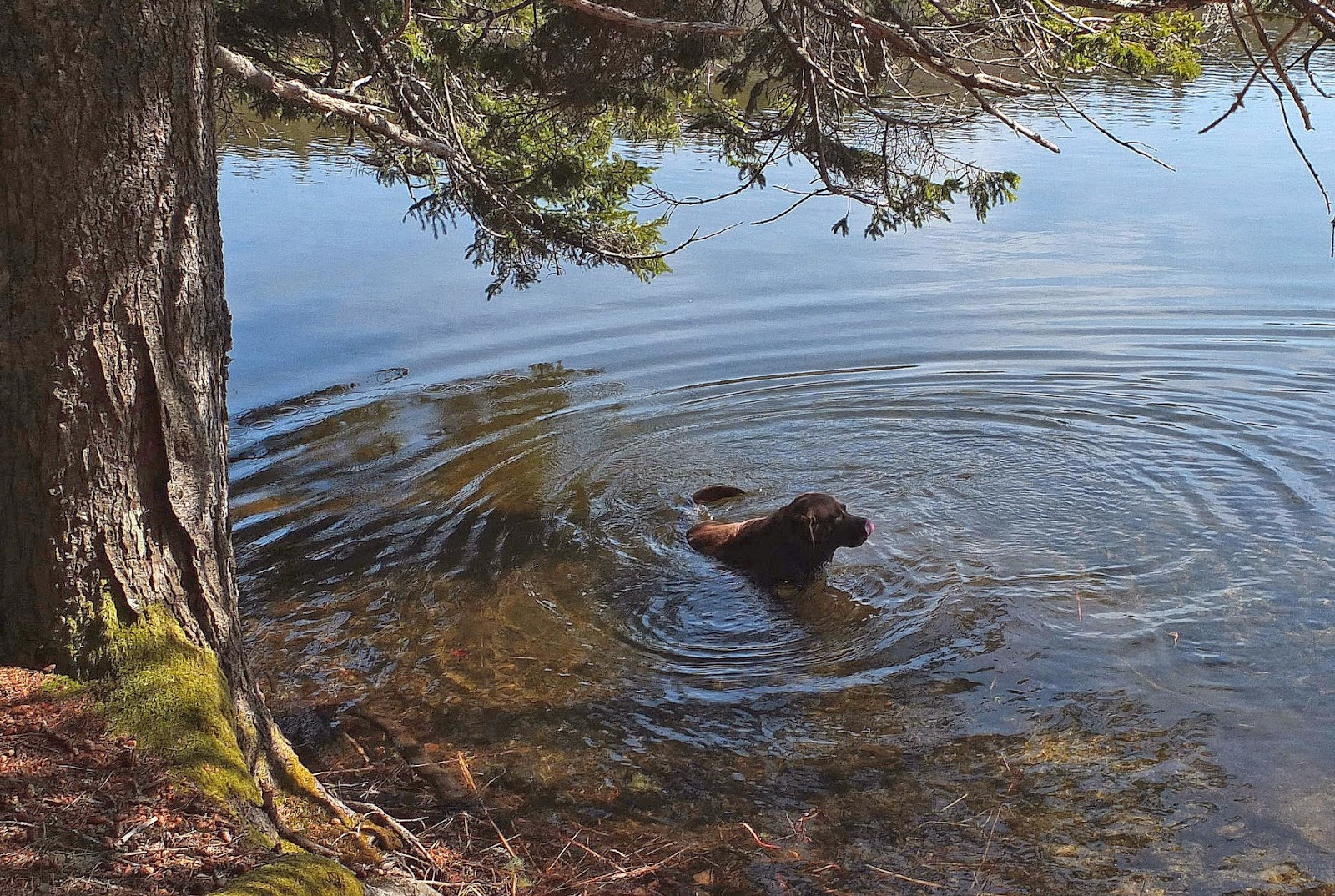 Hiking in Maine with Kelley: 4/7/14 Little Long Pond / Jordan Stream