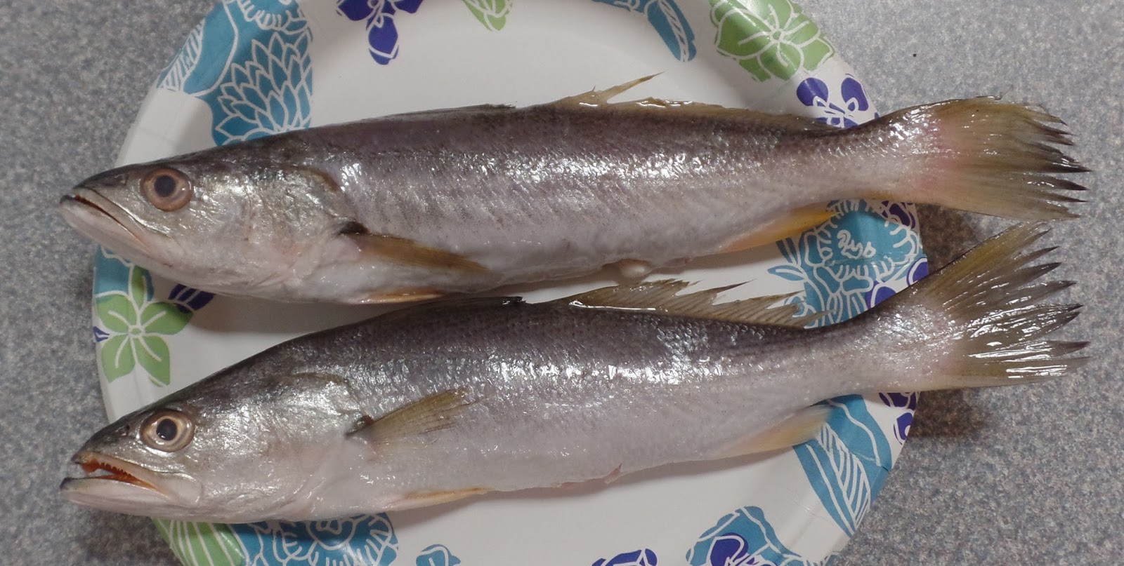 Blue Starr Gallery: Silver Seatrout