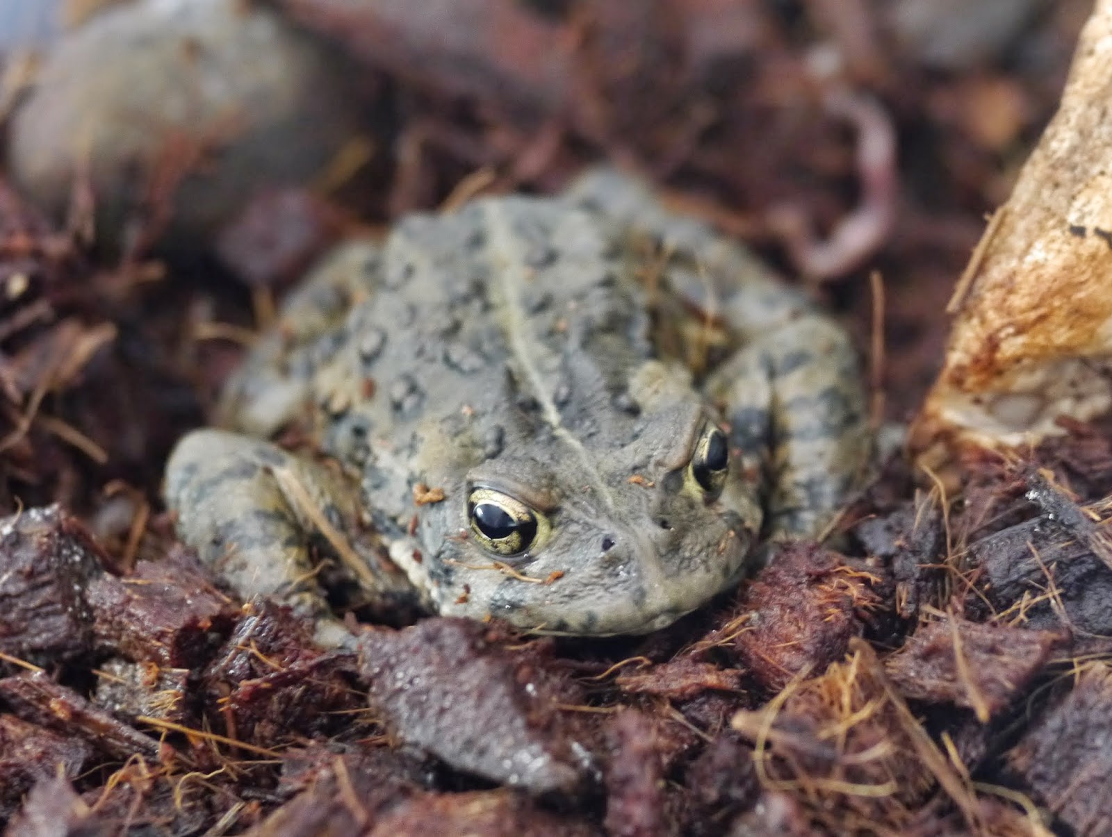 A Western Toad - Backwoods Mama