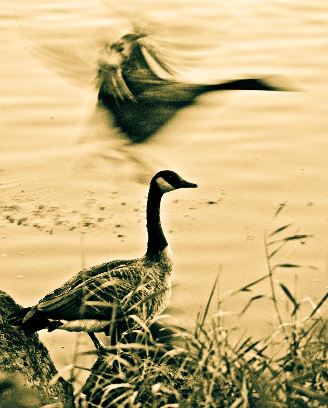 Savoring Servant: Canada Goose fly by