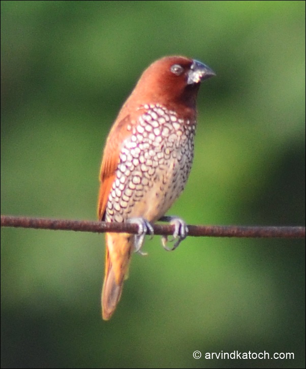 Scaly-breasted (Spotted) Munia Pictures and Detail (Beautiful Tiny Birds)