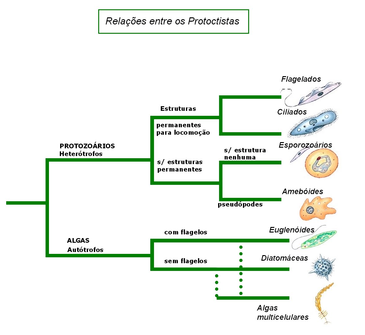 BIOLOGIA PARA A VIDA : REINO PROTOCTISTA