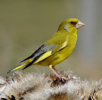 A vista d'ocell: El Verdum et demana ajuda