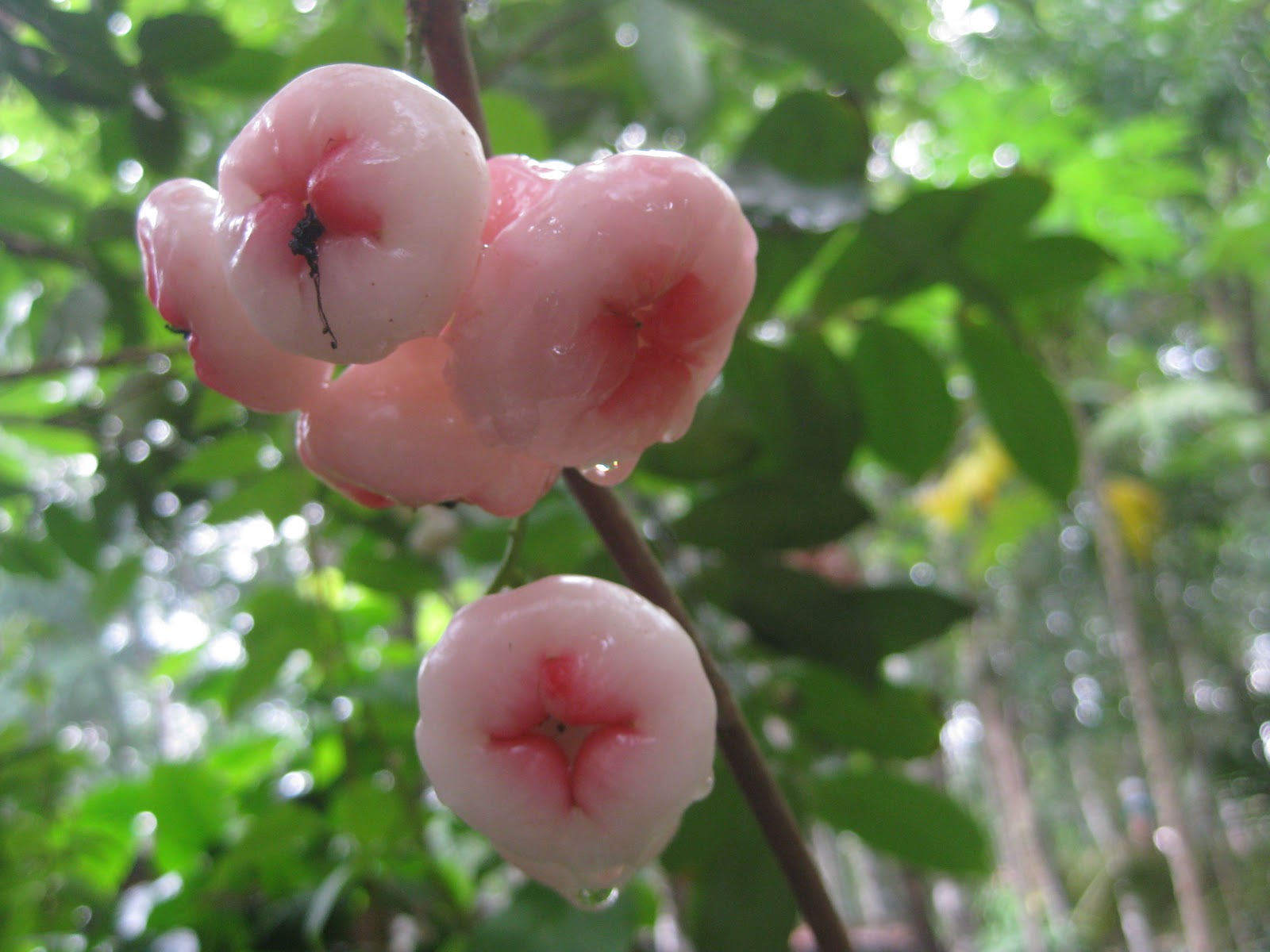 The Art Of CooKinG: Chambakka/rose apple pickle