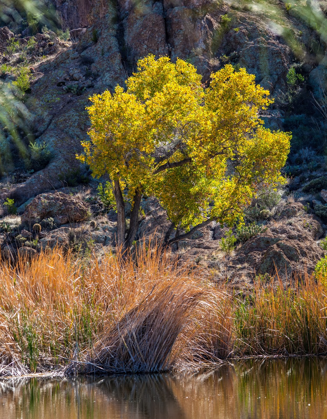 Walking Arizona: A Late Fall in the Desert