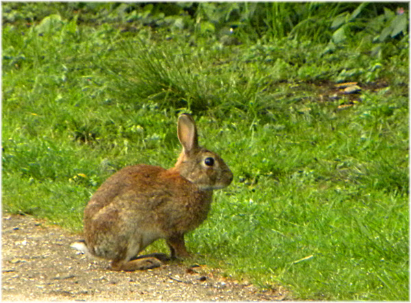 FOTO NATURA HUESCA 2: CONEJO SILVESTRE oryctolagus cuniculus Linnaeus, 1758