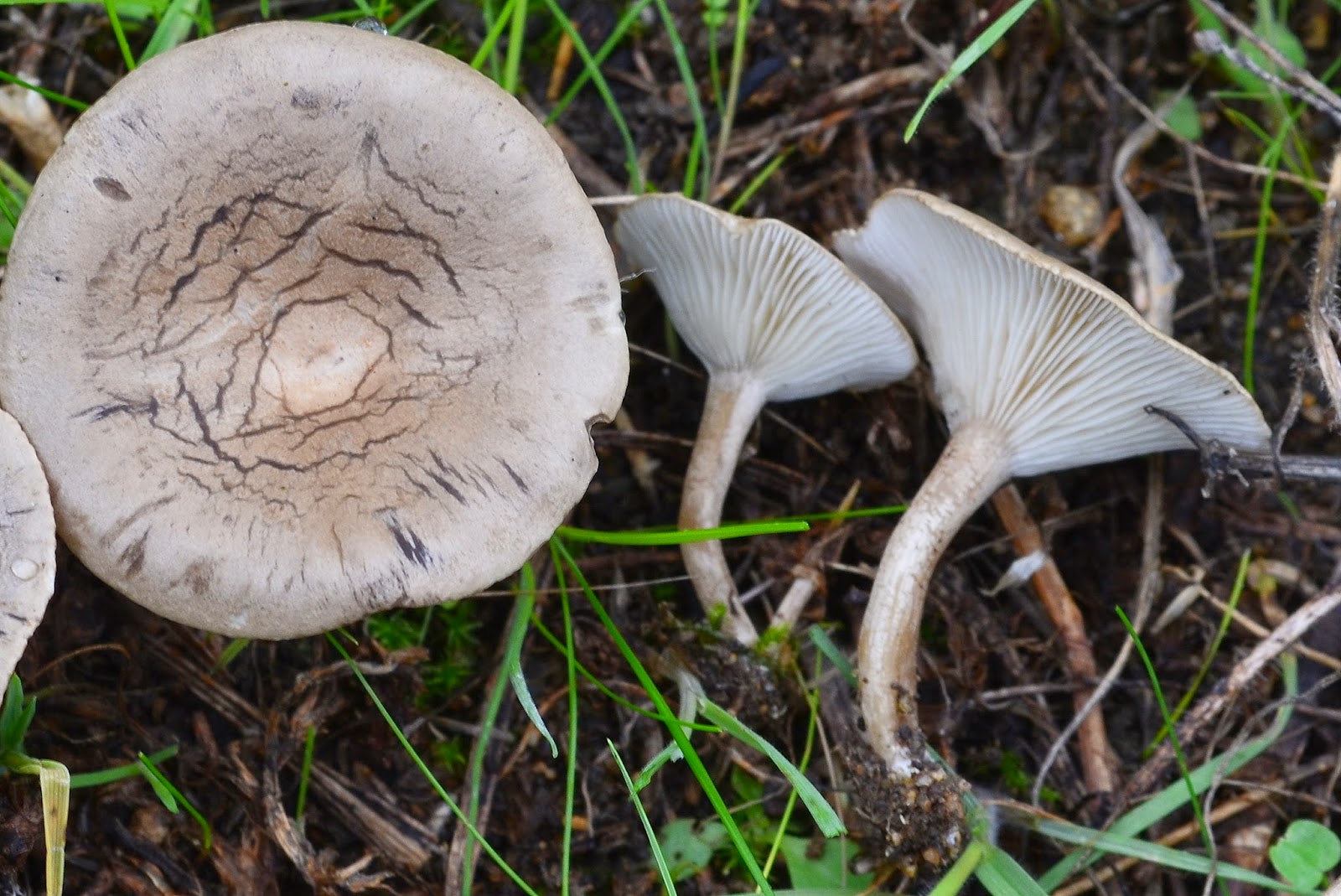 Setas Extremadura : Clitocybe Font-Queri