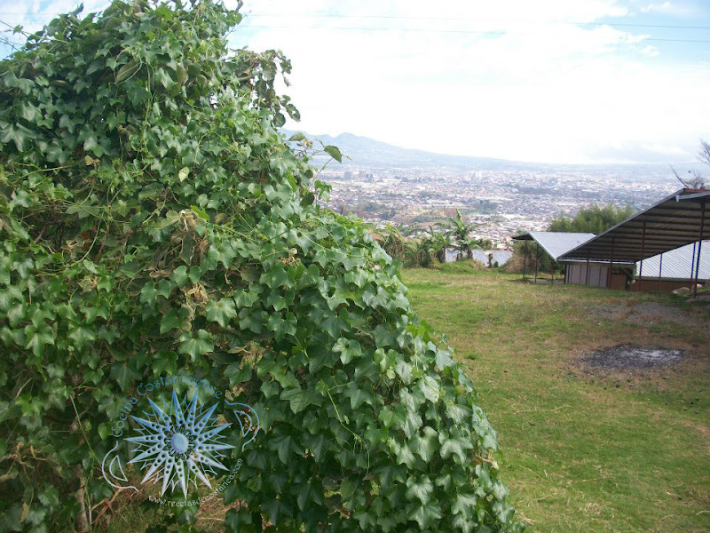 Cocina Costarricense: tacacos