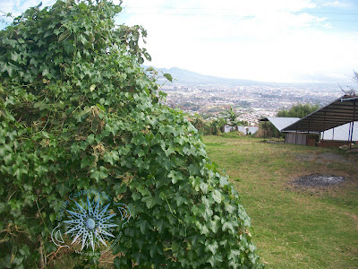 Cocina Costarricense: tacacos