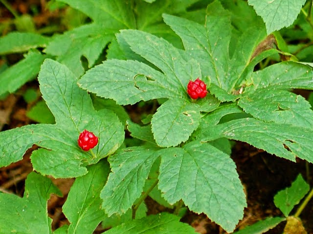 Goldenseal Tea Benefits ~ Healthy Tea 101