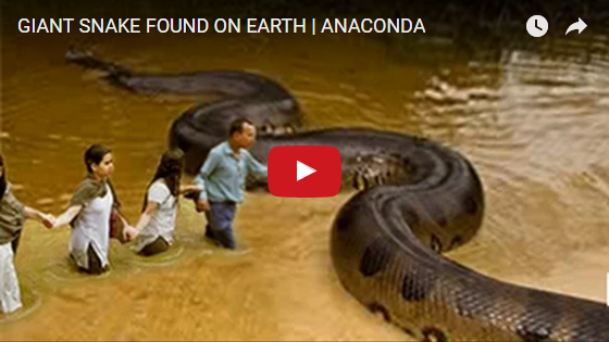 GIANT SNAKE FOUND ON EARTH | ANACONDA ~ Tos Merl Movies