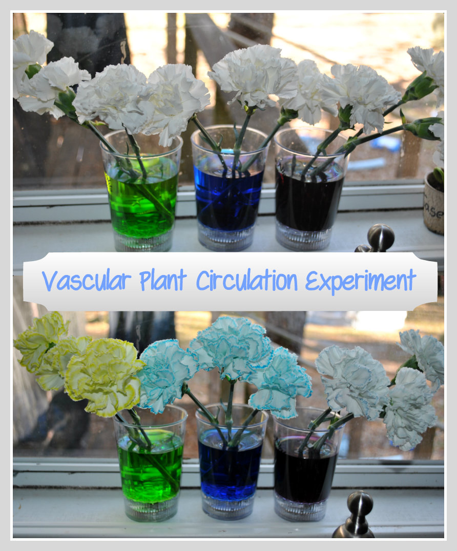 Life With 4 Boys: Vascular Plant Circulation Experiment