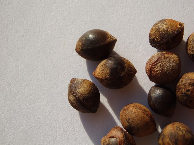 Fruit Seeds of Southern Michigan: Sassafras albidum -- Sassafras