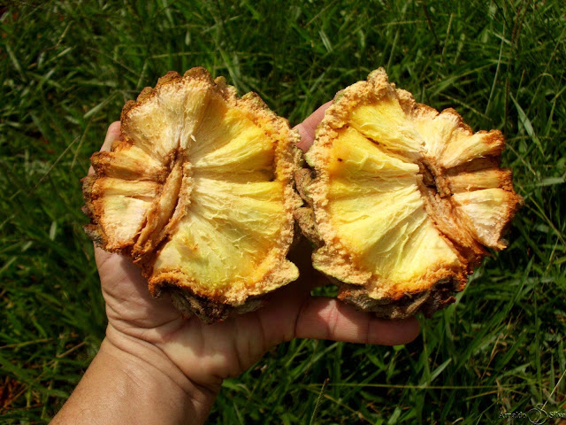 Marolo seu Benefícios e proteinas - Culinária Com Bruno Receitas