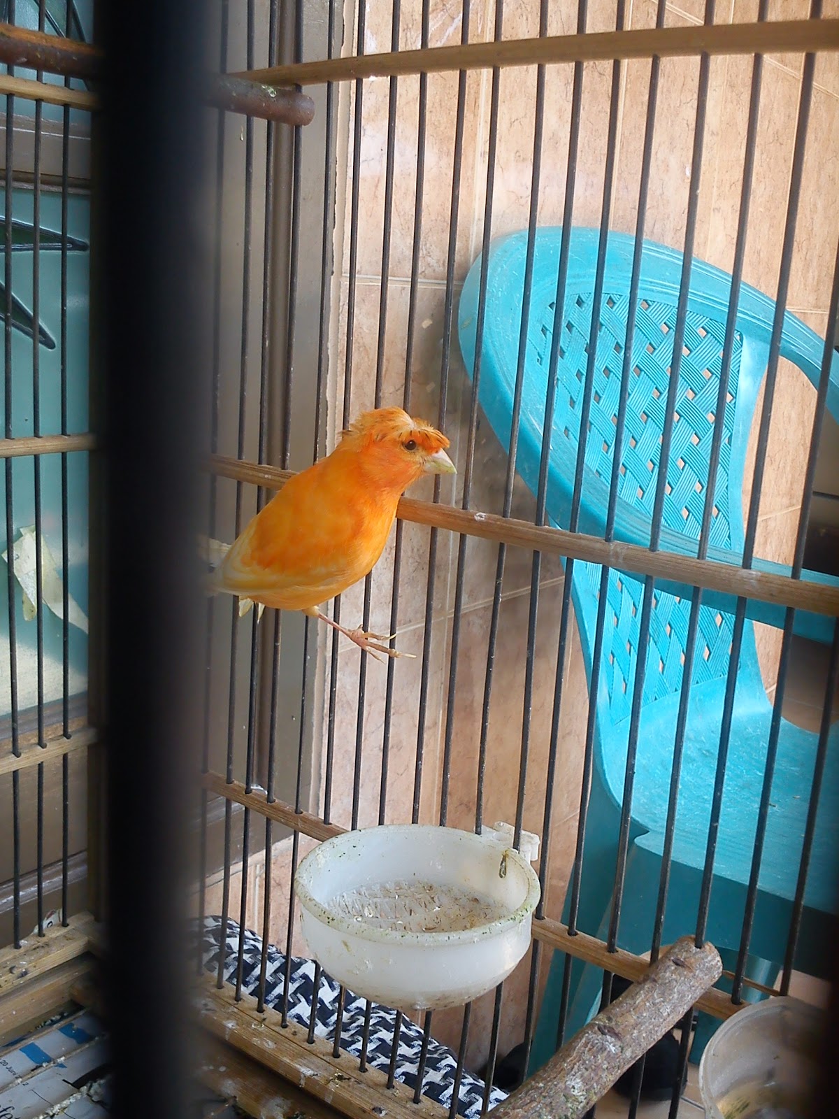 Kenari stafford lokal, kenari merah jambul - Trend burung