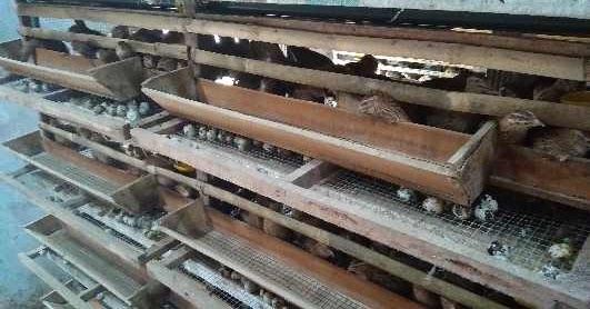 PAKAN PUYUH BOROS (INILAH SOLUSINYA) | Hobby Kece