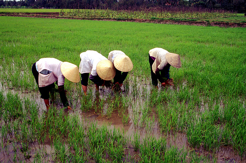 ‘Organikong Palayan’ promotes shift to organic rice production model in ...