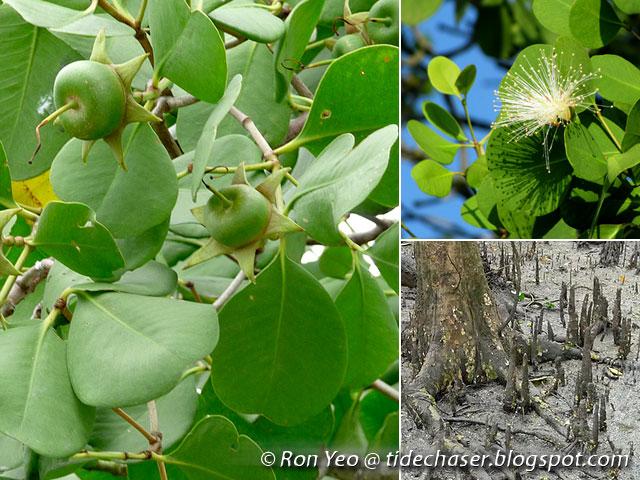 tHE tiDE cHAsER: Identifying the True Mangrove Plants of Singapore