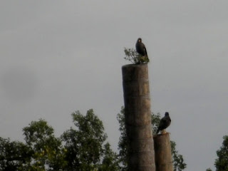 JALAN-JALAN JENAHAK PANGGANG: DOLLARBIRD DI JETI KUALA LUKUT