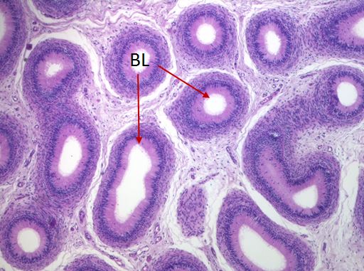Manual interactivo de morfología celular: Morfología de células ...