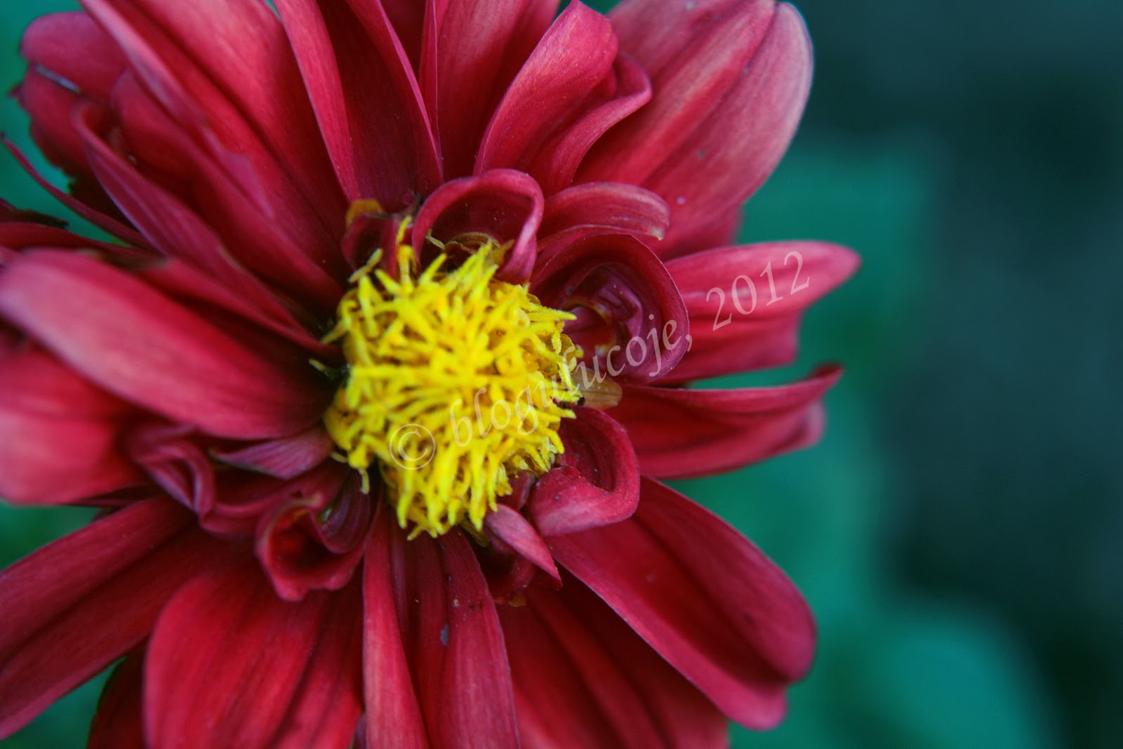 Blogu' lu' Coje: de prin curte (4)