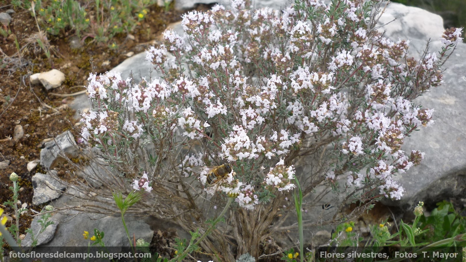 Flores y plantas silvestres: " Thymus vulgaris ". Tomillo. Tremoncillo.