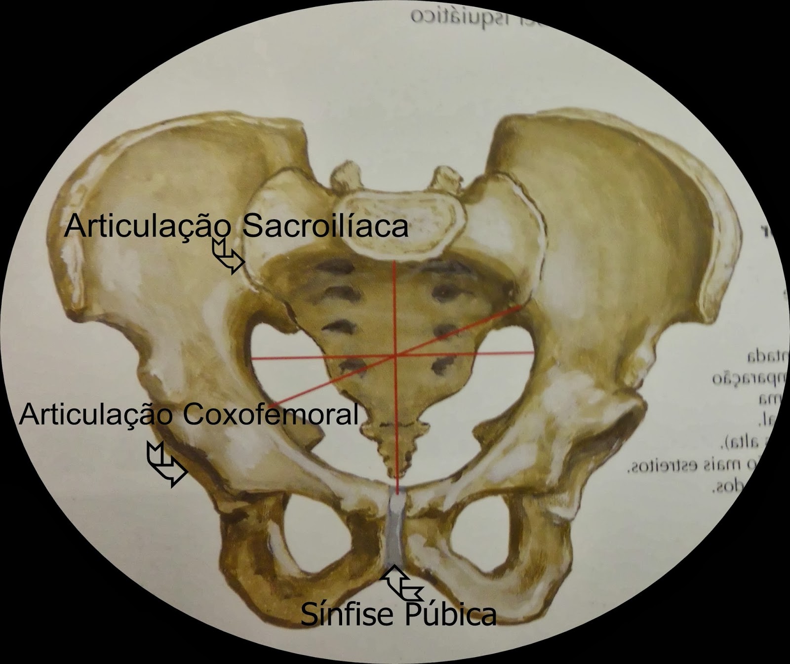 Cinesiologia: QUADRIL