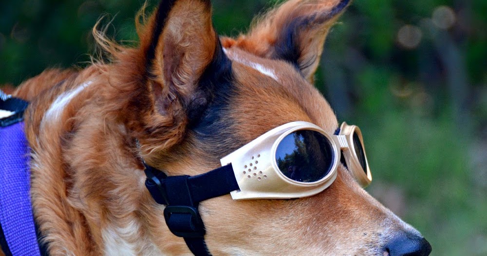 The Dog Geek: Product Review: Doggles