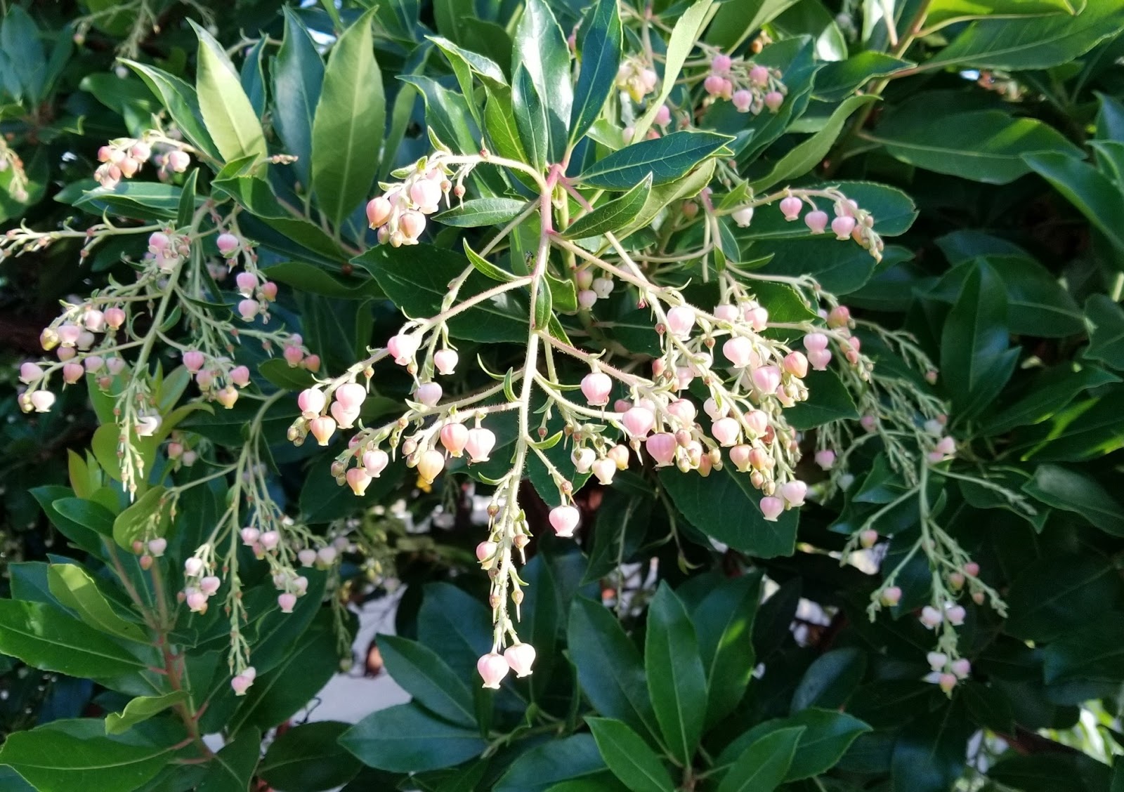 The 2 Minute Gardener: Photo - Marina Strawberry Tree (Arbutus unedo ...
