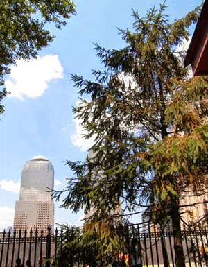 Between the Ears: Sycamore of Ground Zero