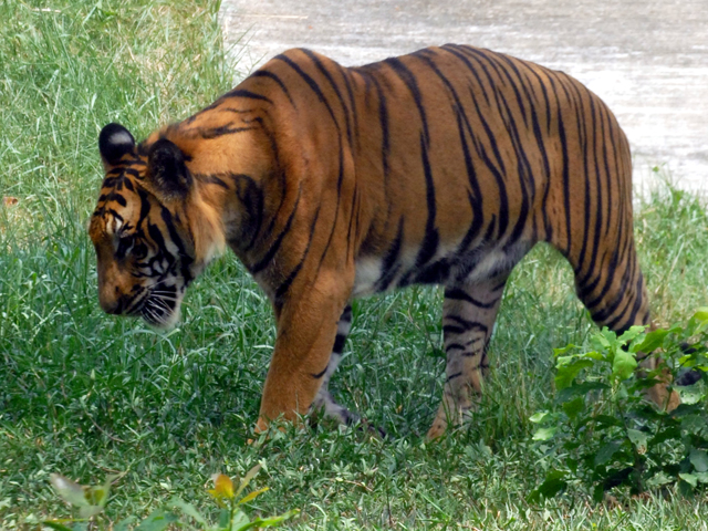 We love Our Bangladesh: Royal Bengal Tiger -National animal of Bangladesh