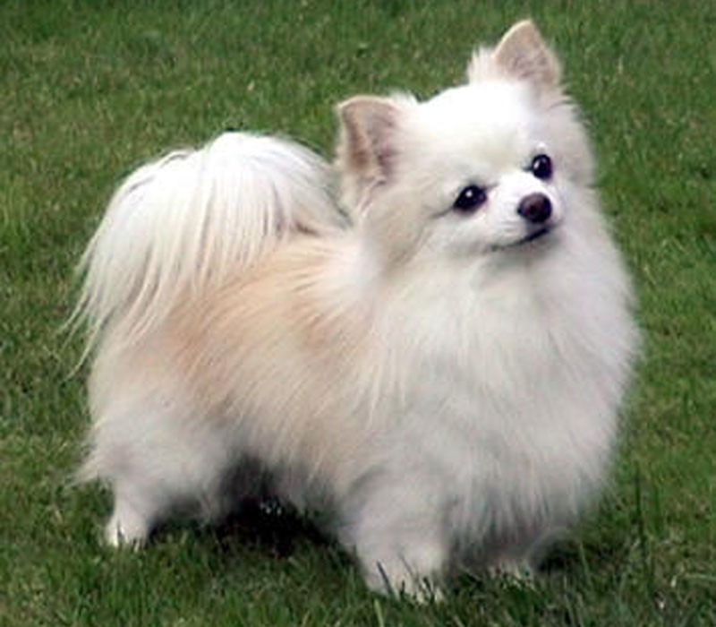 I Like Dogs Top 10 Dog Names Boy Girl i-like-dogs-top-10-dog-names-boy-girl