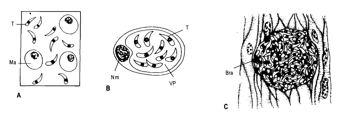 Medissante: Toxoplasma gondii