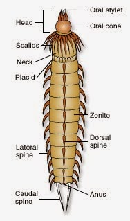 Juan Carlos Sedeño Mota: Phylum Kinorhyncha, Generalidades, Ciclo de ...