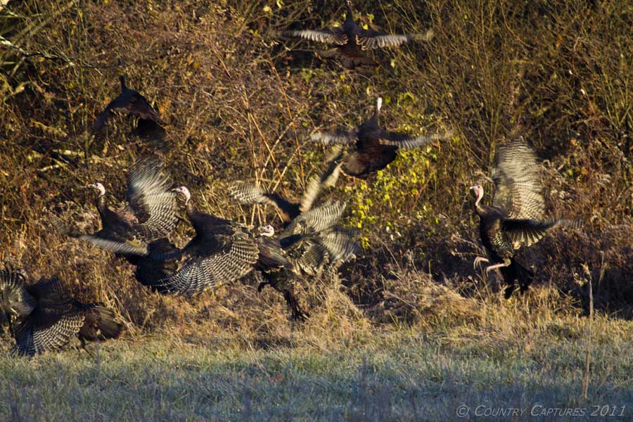 Country Captures: Turkeys for Thanksgiving