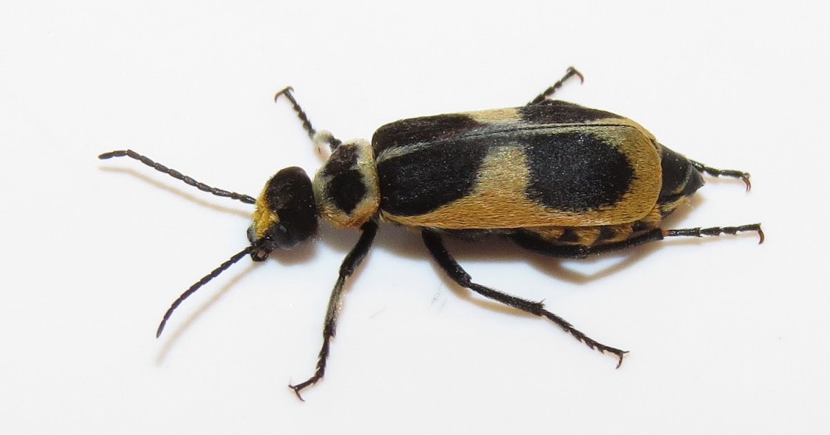 Bug Eric: A Beetle Mimicry Complex