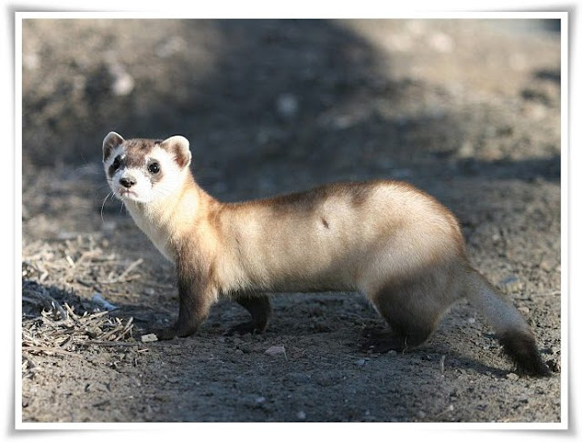 Ferret [Mustela putorius furo] Facts | Animals Name A To Z