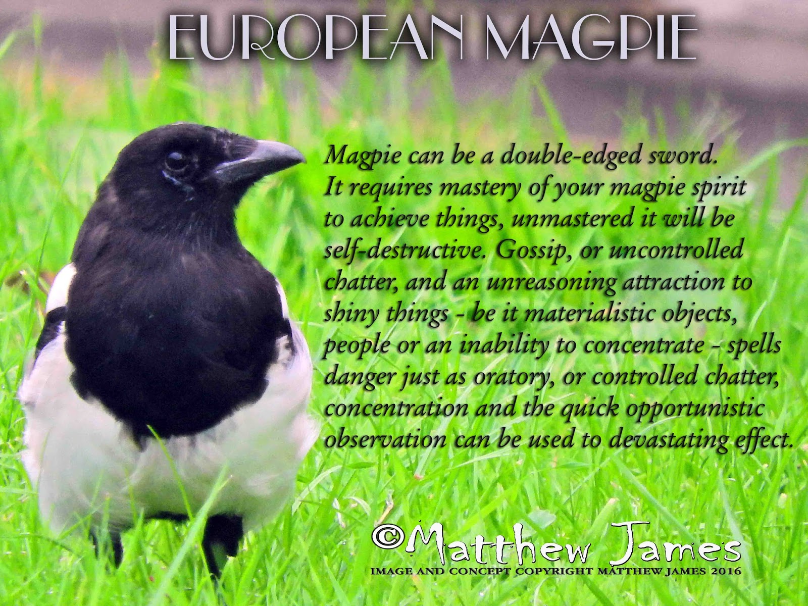 A Light In The Darkness: European Magpie - Totem Bird of the Day