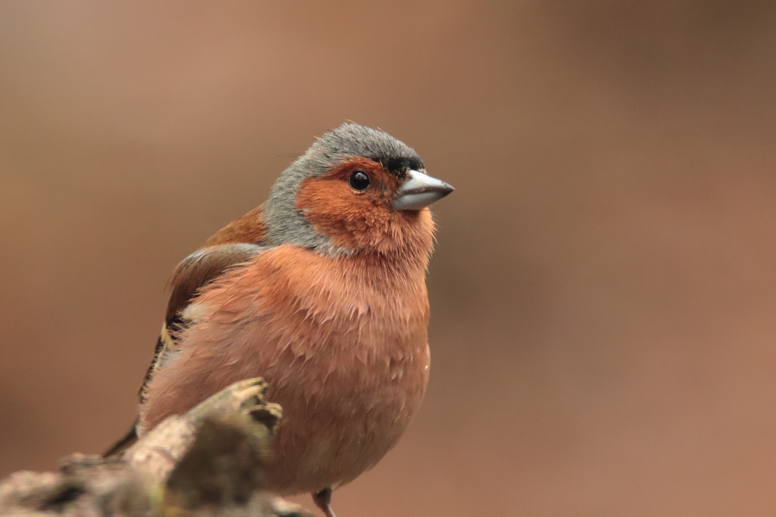 OISEAUX de Jean-Pierre CAPPE: Sortie en Belgique, le 19-03-16, Buse ...
