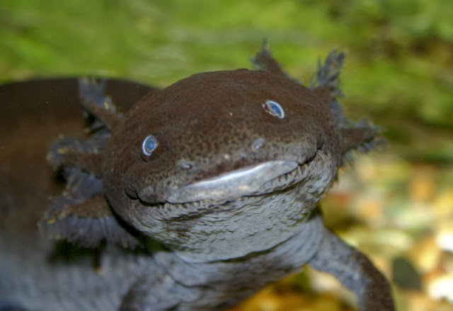 RYSBLOGGEN: Dagens Ukendte Dyr #1: Axolotl