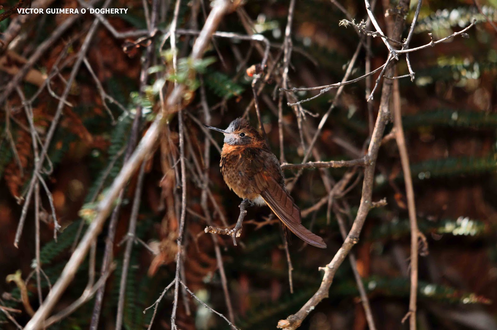 Mis imágenes de aves: FOTOS DEL COLIBRI COBRIZO