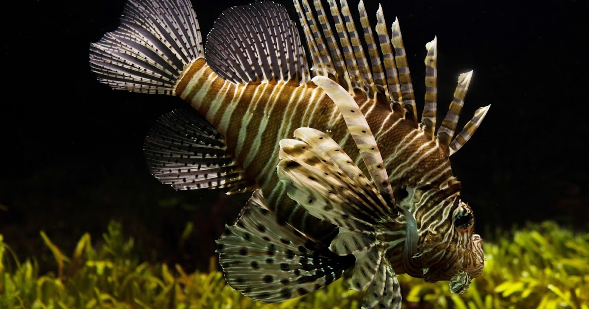 أجمل أنواع الاسماك في العالم