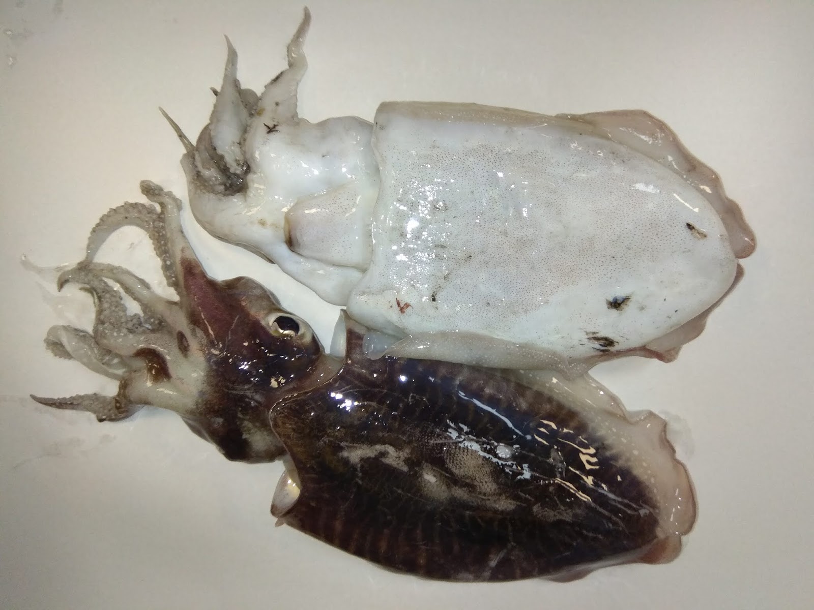 PEIXOS MARISCOS: LA SÉPIA