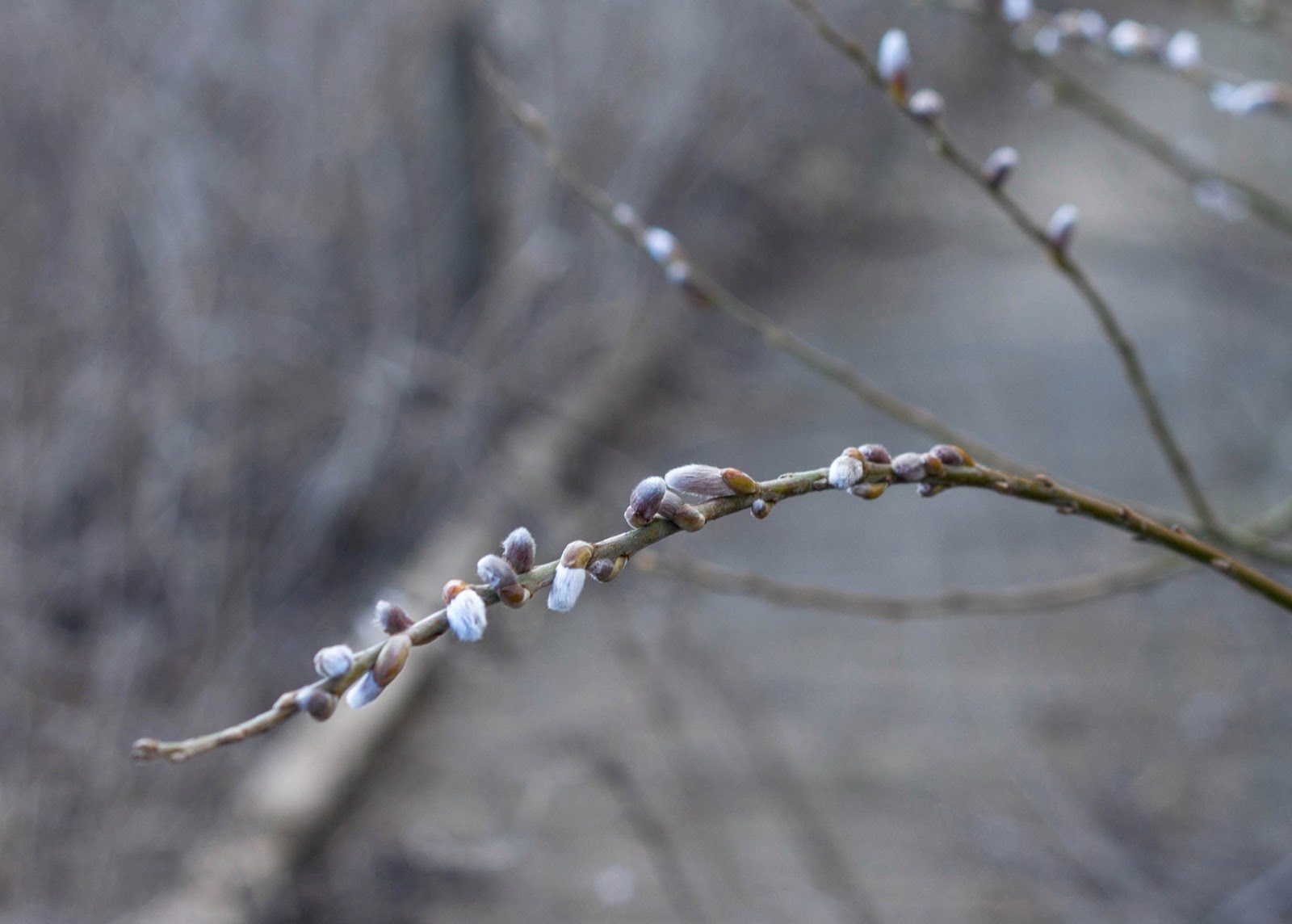 TimboBaggins Abroad: Early signs of Spring at Wheldrake Ings