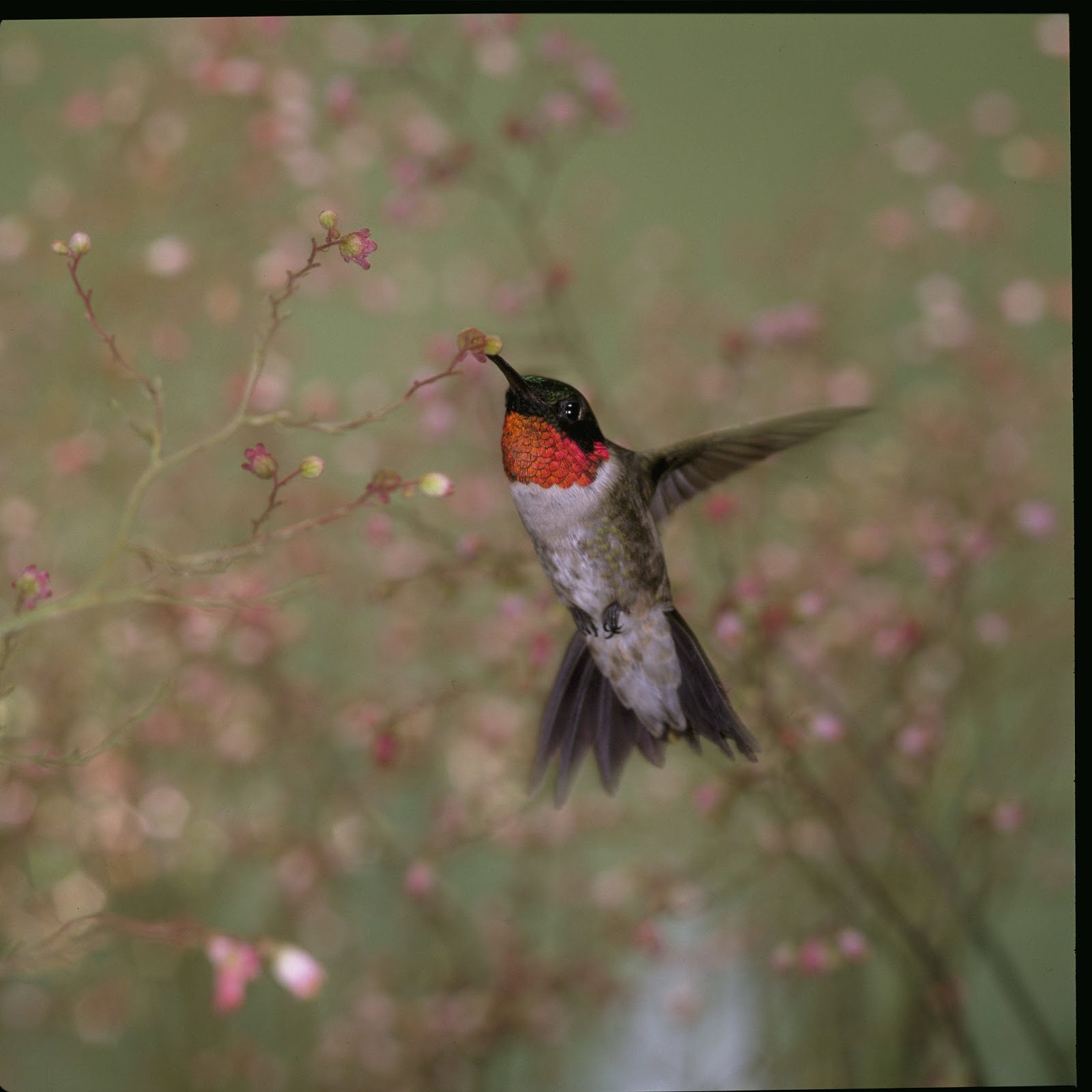 Virginia Water Radio: Episode 281 (9-14-15): Hummingbirds Brave the ...