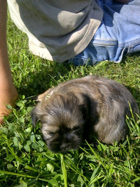 My Life in North Dakota: Pin Tzu (Miniature Pinscher Shih Tzu Cross)